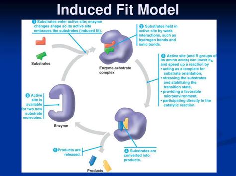Induced Fit Model Theory At Andrew Briones Blog