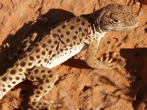10 000 Free Reptile And Lizard Images Pixabay