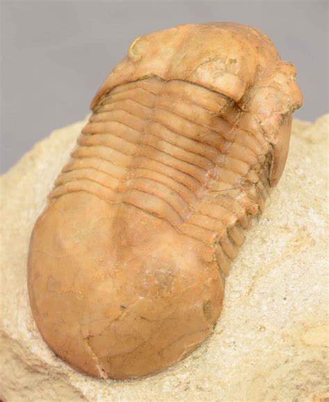 Illaenus Oblongatus Rare Prone Russian Trilobites