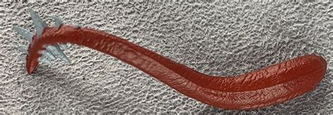 Demon Tail Vitruvianfacts