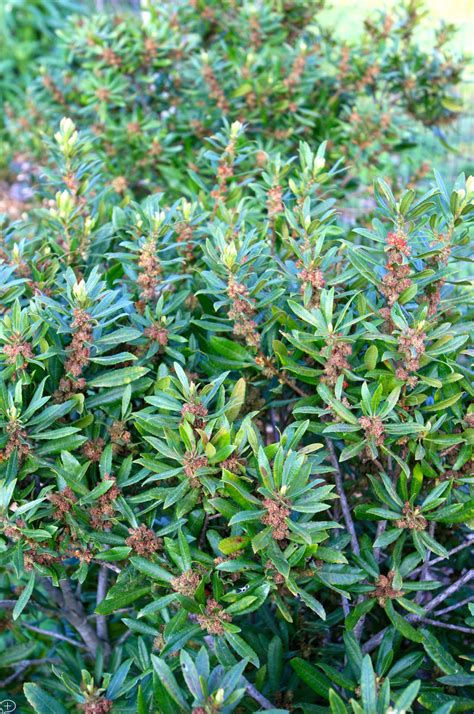 Myrica Californica Pacific Wax Myrtle Larner Seeds