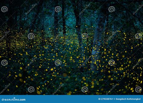 Firefly Lightning Bug In The Rainforest At Night Stock Image Image Of