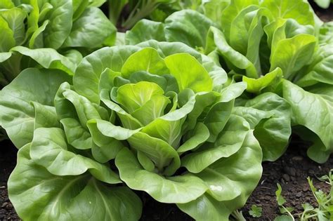Organic Spring Mix Green Lettuce Premium Ai Generated Image