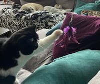 How To Play With And Entertain Senior Cats