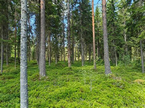 Etelä Pohjanmaa Metsätilatfi