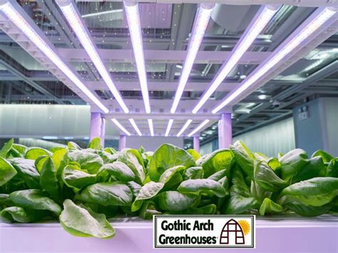 5 Reasons You Should Be Growing Hydroponically Gothic Arch