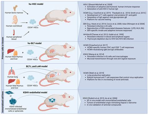 Mouse Models For Human Herpesviruses