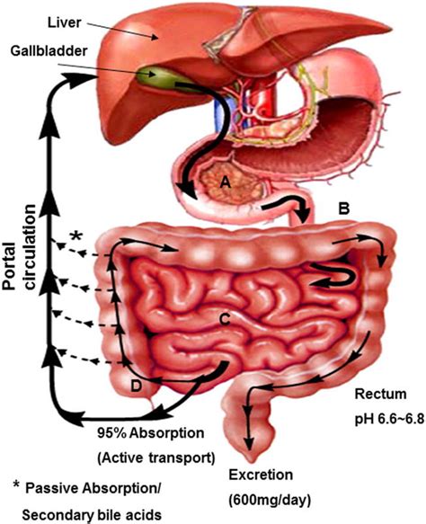 Bile Acids As Global Regulators Of Hepatic Nutrient Metabolism Pmc