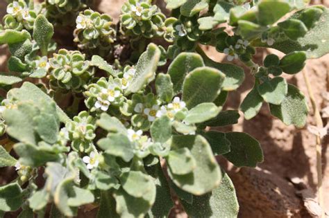 Flor De Jericó Y Sus Propiedades