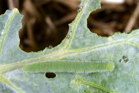 10 Ways To Get Rid Of Cabbage Worms From Your Garden [naturally And Efficiently] Home Veggie Garden
