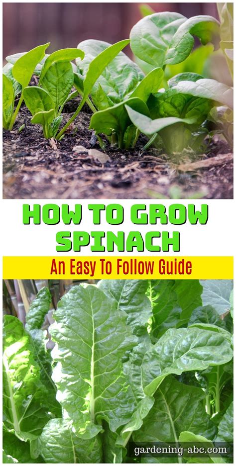Growing Spinach Vertically At Georgette Brown Blog