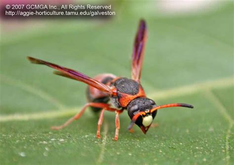 Black And Red Wasp Identification