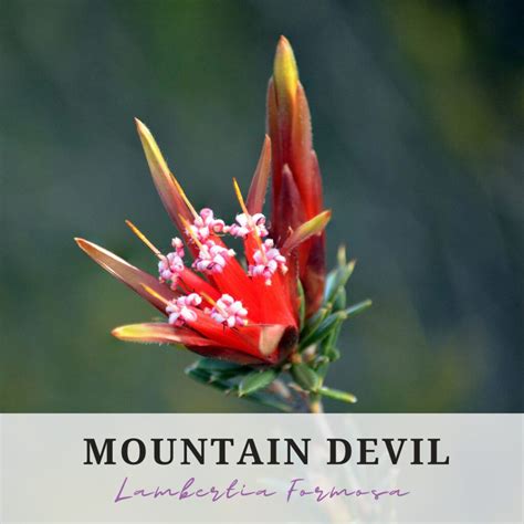 Mountain Devil Aquarius Rising Astrology