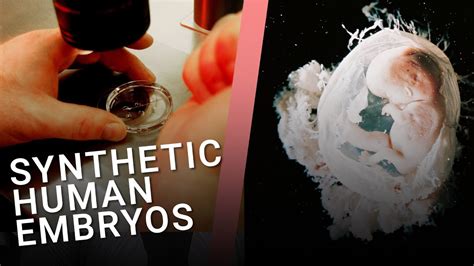 Scientists Create Synthetic Human Embryo In Major Breakthrough Dr