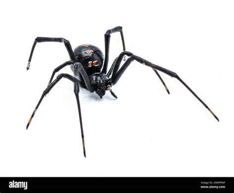 Latrodectus Mactans Southern Black Widow Or The Shoe Button Spider A Venomous Species Of