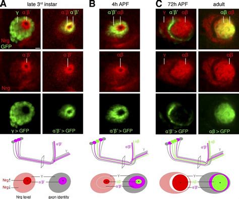 Nrg Is Dynamically Expressed During Mb Development Ae Analysis Of Download Scientific
