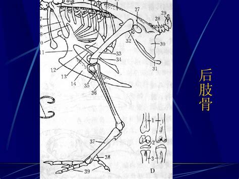 鸡的解剖 Word文档在线阅读与下载 无忧文档