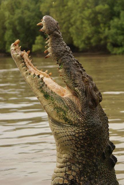 23 Random Alligator Facts That May Surprise You Crocodile Jaws Crocodile Reference Photo