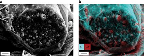 Cross Section Scanning Electron Microscope Sem Image The Image Shows