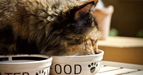 Cat Calorie Calculator How Many Calories Do Cats Need Cat Feeding
