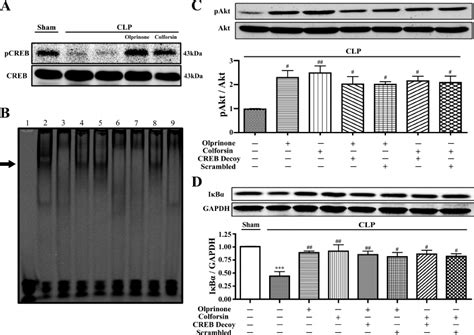 Camp Response Element Binding Protein Creb Decoy Oligodeoxynucleotide