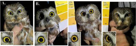 An Examination Of Iris Color Variation In Northern Saw Whet Owls