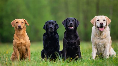 Understanding Baseline Logic And Baseline Data Path Patterns Aba Terms