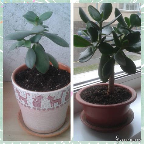 Пересадка денежного дерева: как правильно крассулу из горшка в горшок ...