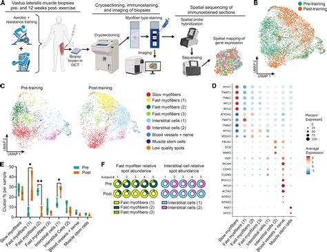 Combined Endurance And Resistance Exercise Training Alters The Spatial