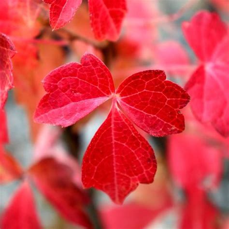 Parthenocissus Tricuspidata Warners Nurseries