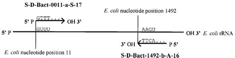 Schematic Representation Illustrating The Nucleotide Position And