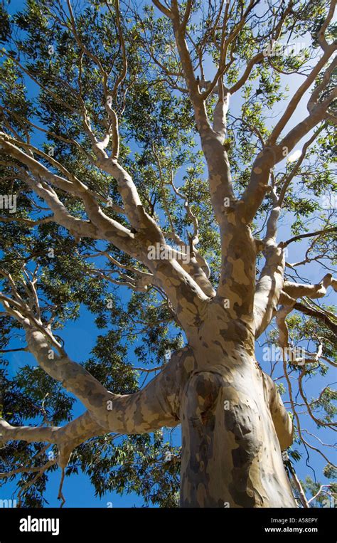 Spotted Gum Eucalyptus Maculata Jusquà La Canopée Tronc En