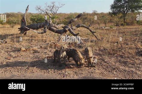 Spotted Hyaena Cub Eating Stock Videos And Footage Hd And 4k Video