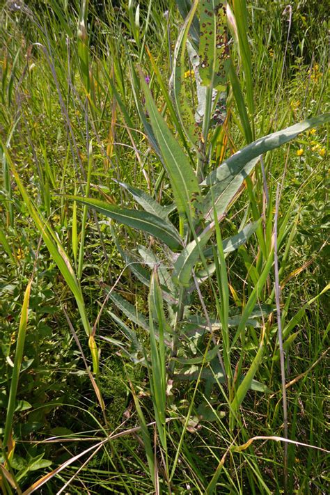 Sonchus Palustris Burgenland Flora