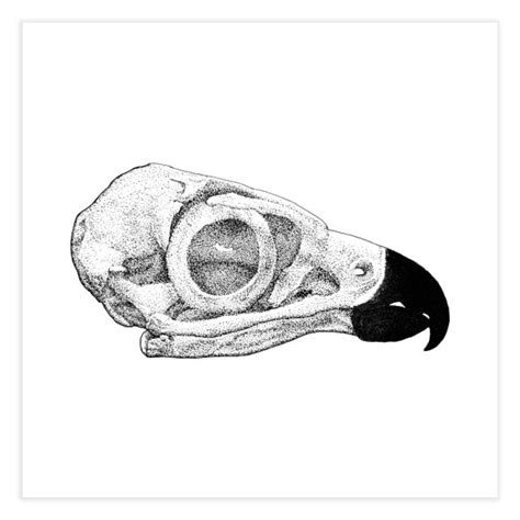 Peregrine Falcon Skull Drawinisms Artist Shop Fine Art Prints Art