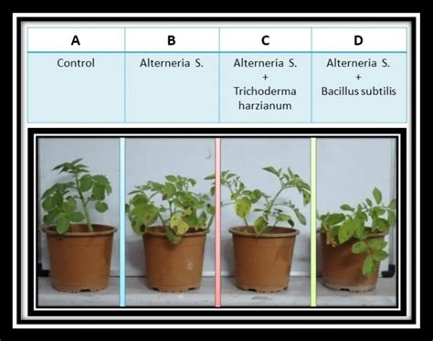 Figure Showing Selected Pot Experiments To Screen Biocontrol And Plant