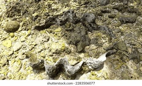 Clam Fossil Over 2 119 Royalty Free Licensable Stock Photos Shutterstock