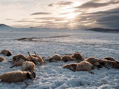 Малын жин буурч төллөх мал ядарсан тул малын хорогдол нэмэгдэх төлөвтэй байна