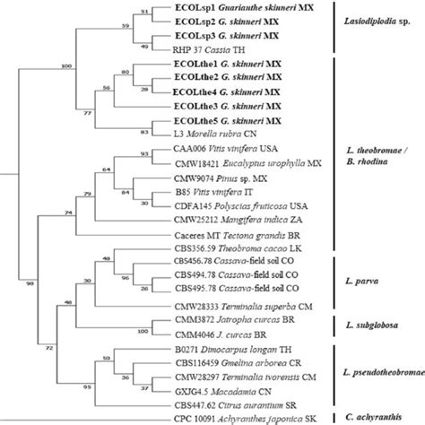 the phylogenetic tree inferred by using the maximum likelihood method