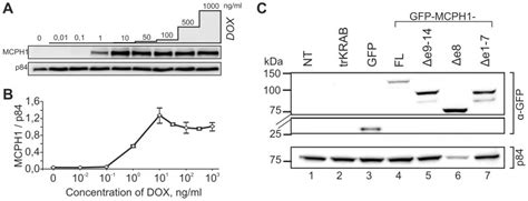 A Cells Were Transduced With GFP Tagged Coding Sequence Of Download Scientific Diagram