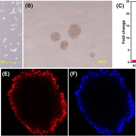 Biocompatibility Of Three Substrates A C Live Dead Cellular Staining