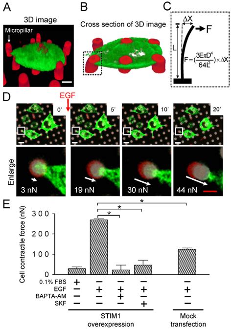 Stim1 Mediated Ca 2 Signaling Regulates The Cellular Contractile Download Scientific Diagram