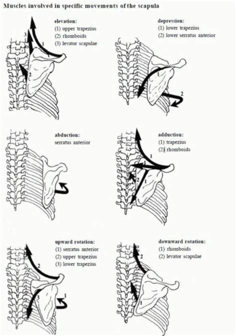 Muscles Involved In Scapular Movement Hadeer Ehab Pt®