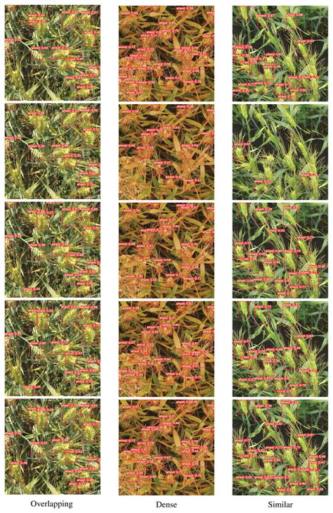 Lightweight And Efficient Neural Network With Spsa Attention For Wheat Ear Detection Peerj