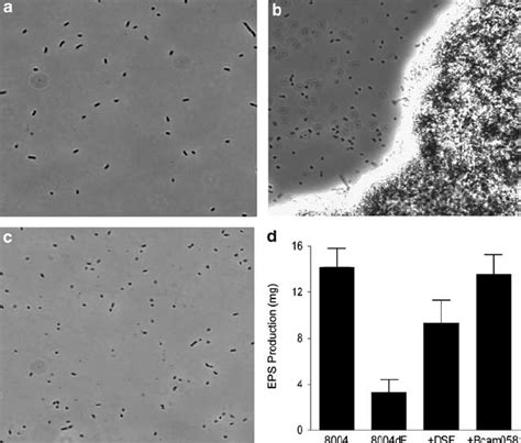 complementation of the xcc diffusible signal factor dsf deficient