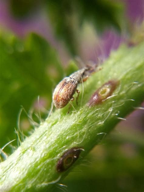 Malvapion Malvae Naturespot