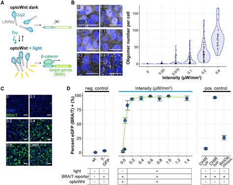 Engineered Illumination Devices For Optogenetic Control Of Cellular