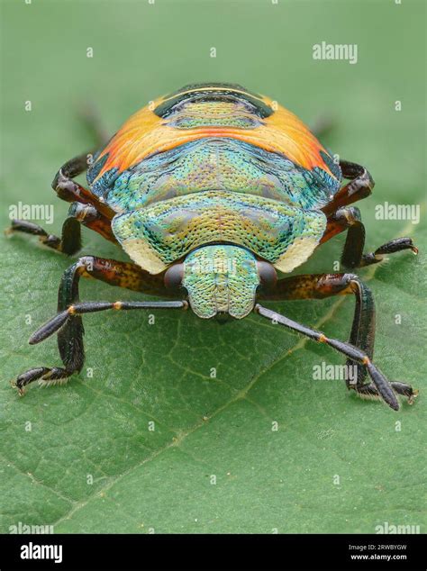 Portrait Of A Metallic Green And Orange Shield Bug Nymph Green