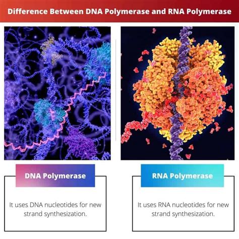 Difference Between Dna And Rna Polymerase At Margaret Cambell Blog