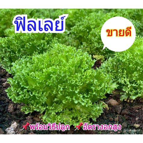 เมล็ดพันธุ์ผักสลัด ราคาประหยัด 90 100 Seeds พร้อมวิธีการเพาะ อัตรางอก